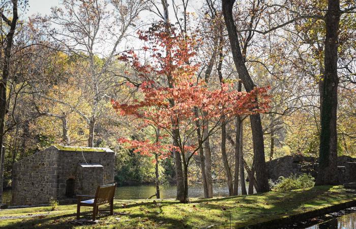 Walking Tour: Trees of Hagley | Hagley